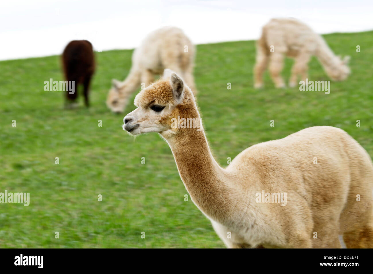 Selective focus on single, white alpaca of larger flock grazing on ...
