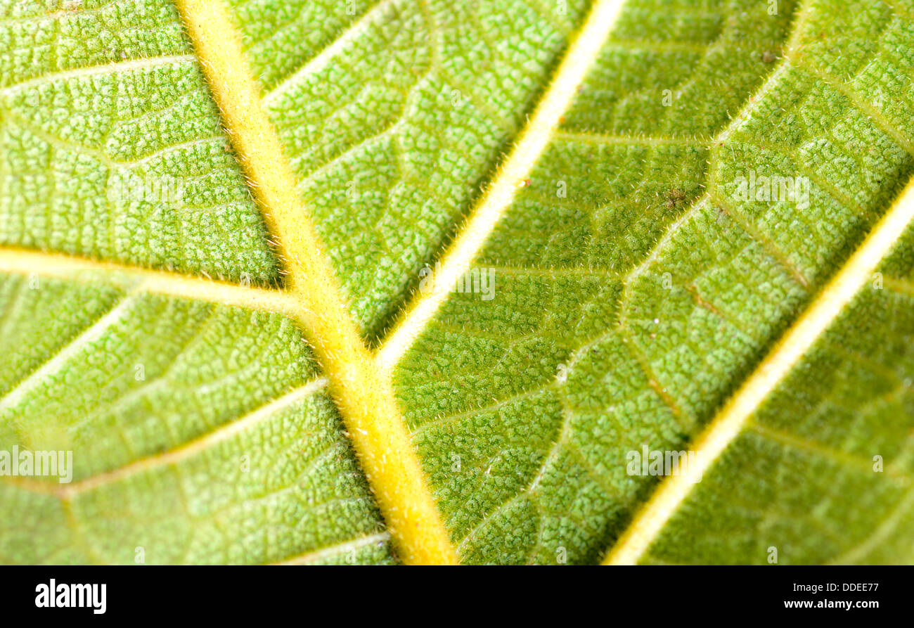 Back of the leaf hi-res stock photography and images - Alamy