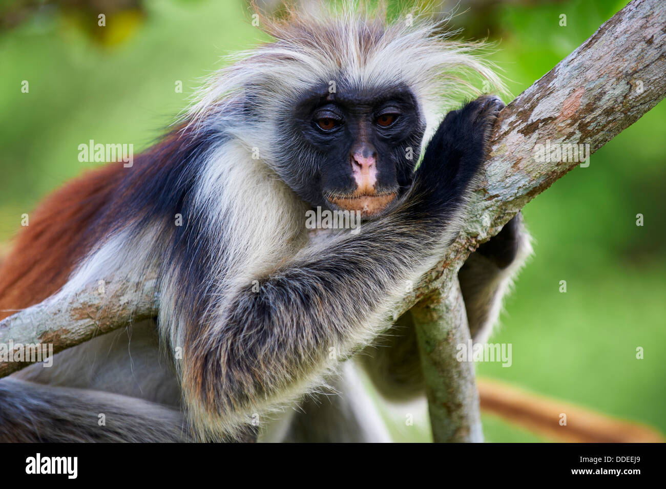 Colobus badius hi-res stock photography and images - Alamy