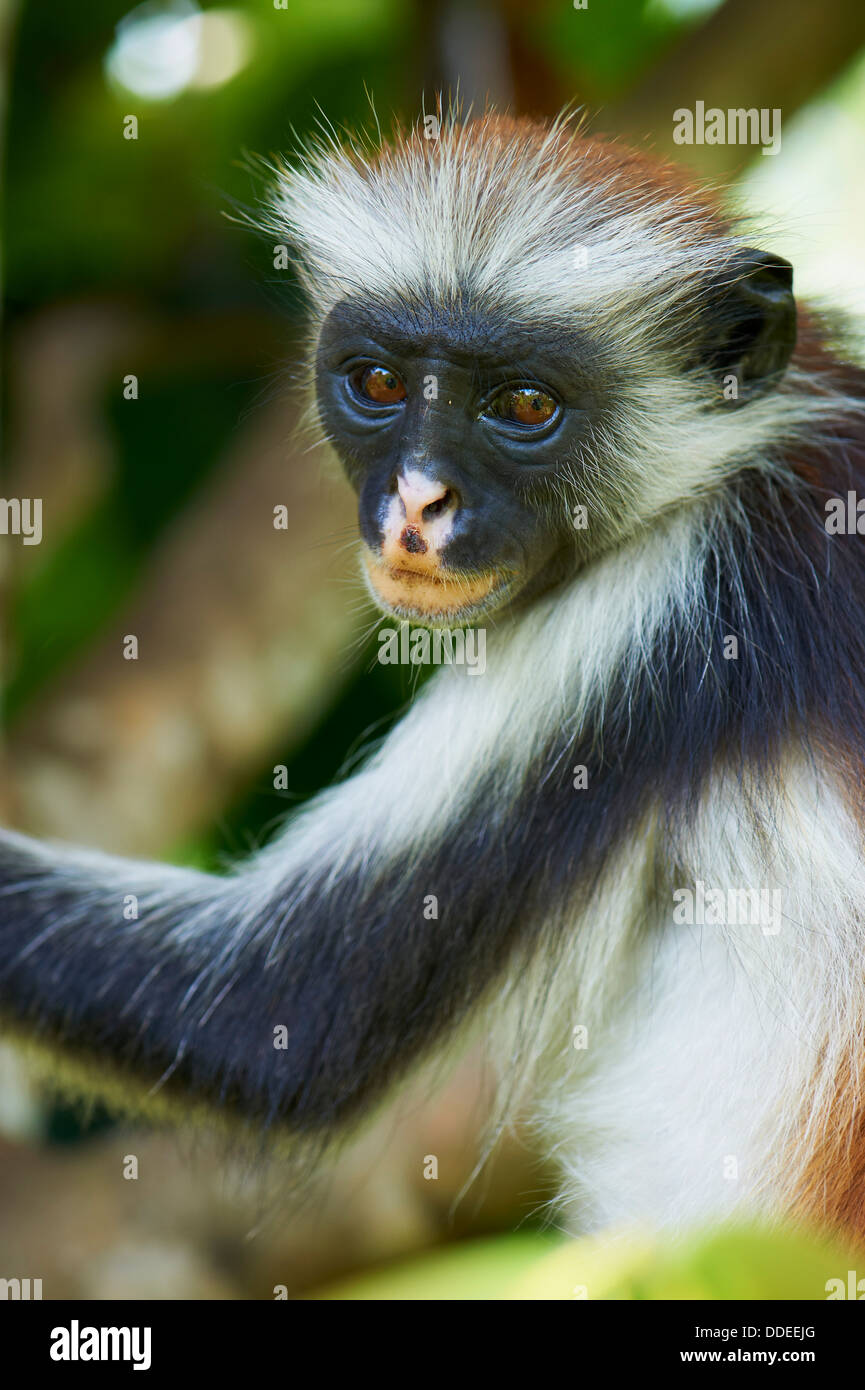 Red colobus hi-res stock photography and images - Alamy
