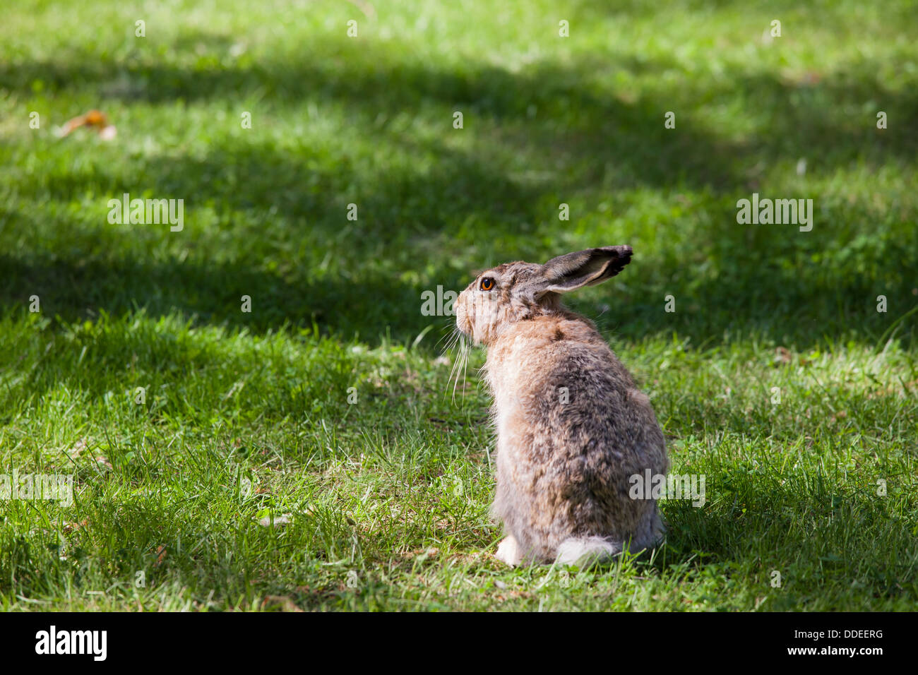 City rabbit sitting in grass Stock Photo - Alamy