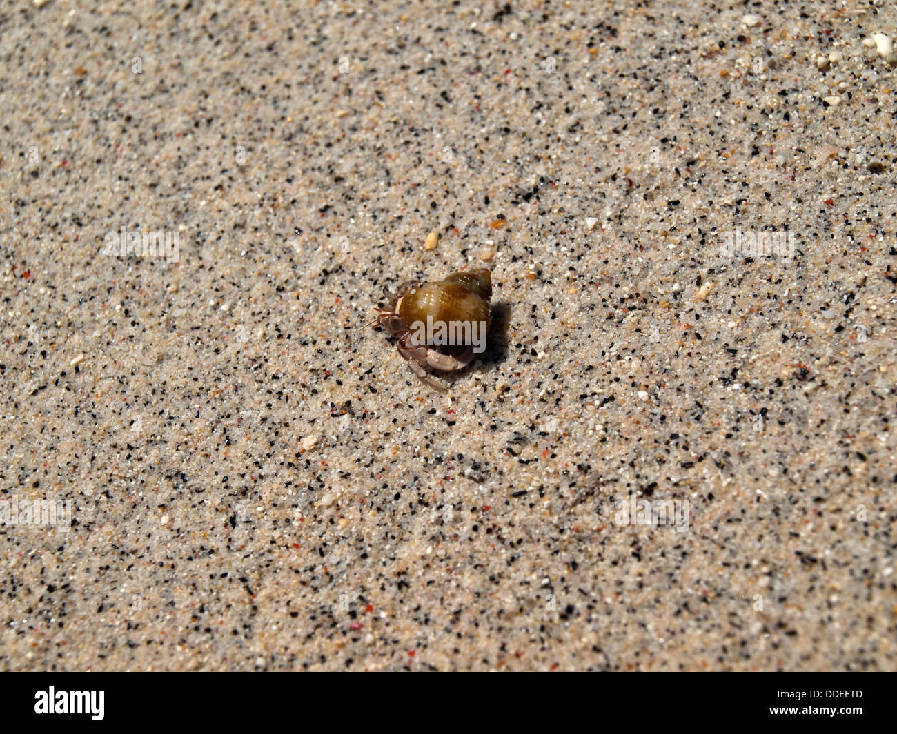 Living sand hi-res stock photography and images - Alamy