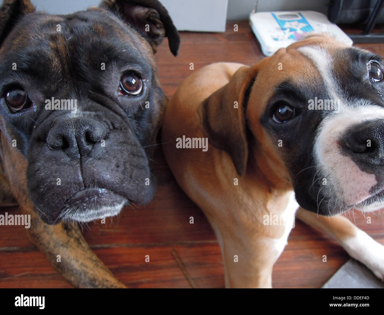 two boxers one still a puppy lying down and looking up together with ...