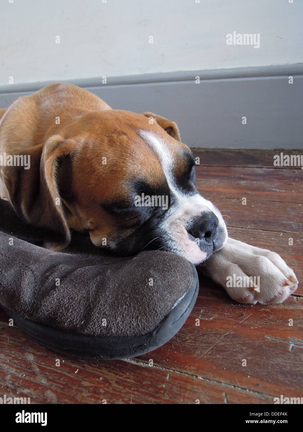 Cute Sleeping Boxer Dogs