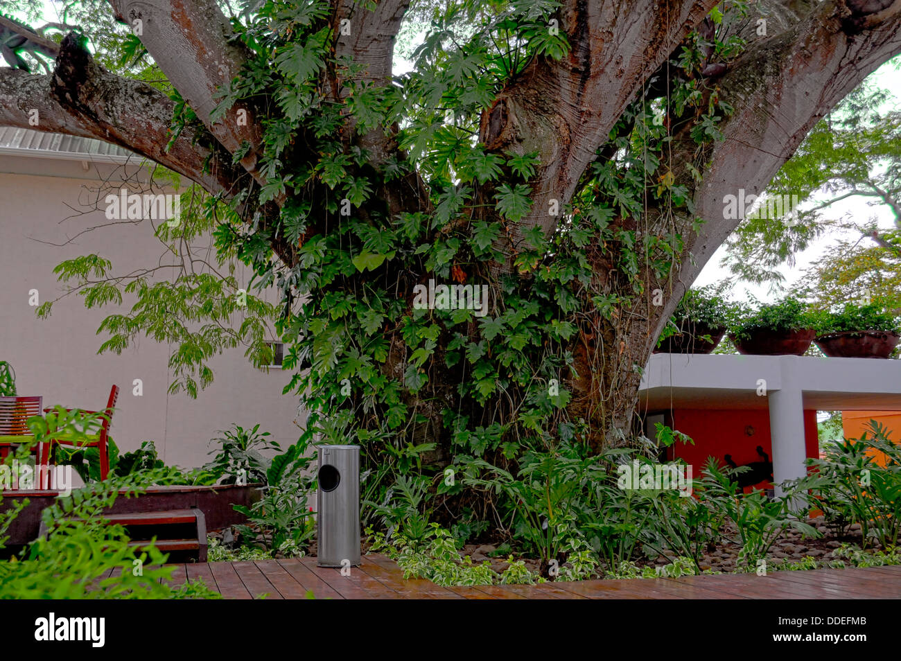 Huge tree trunk inside a homes deck Stock Photo - Alamy
