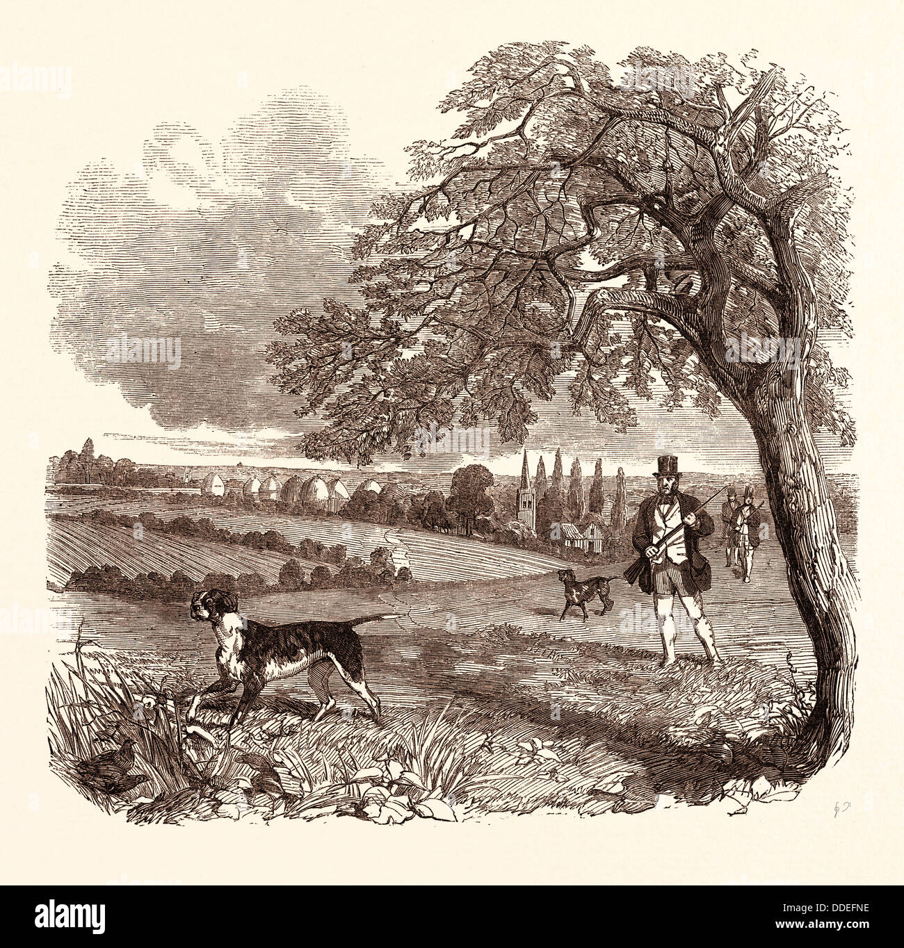 PARTRIDGE SHOOTING IN SEPTEMBER. shotgun, hunting, wild, hunter ...