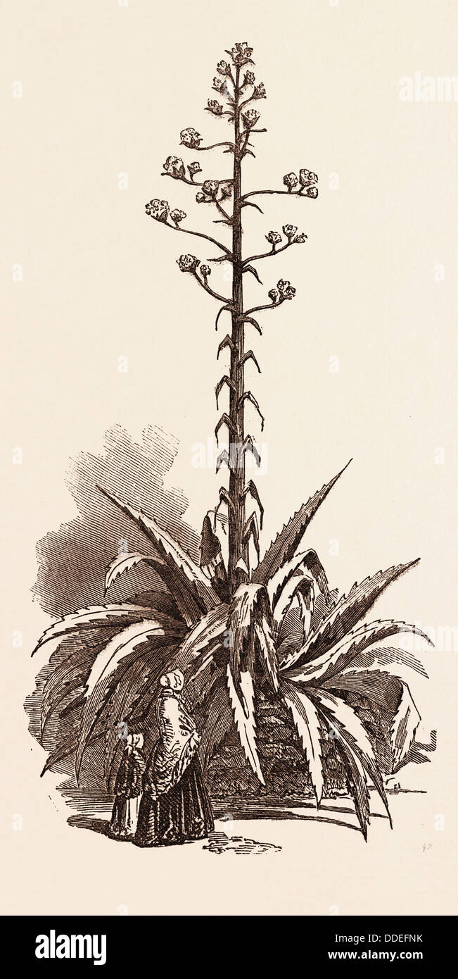 AMERICAN ALOE IN BLOOM, AT CLOYNE HOUSE, UK, britain, british, europe ...