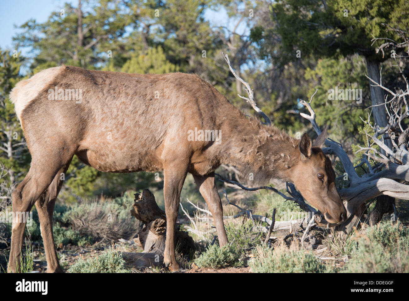 Wildlife forage hi-res stock photography and images - Alamy