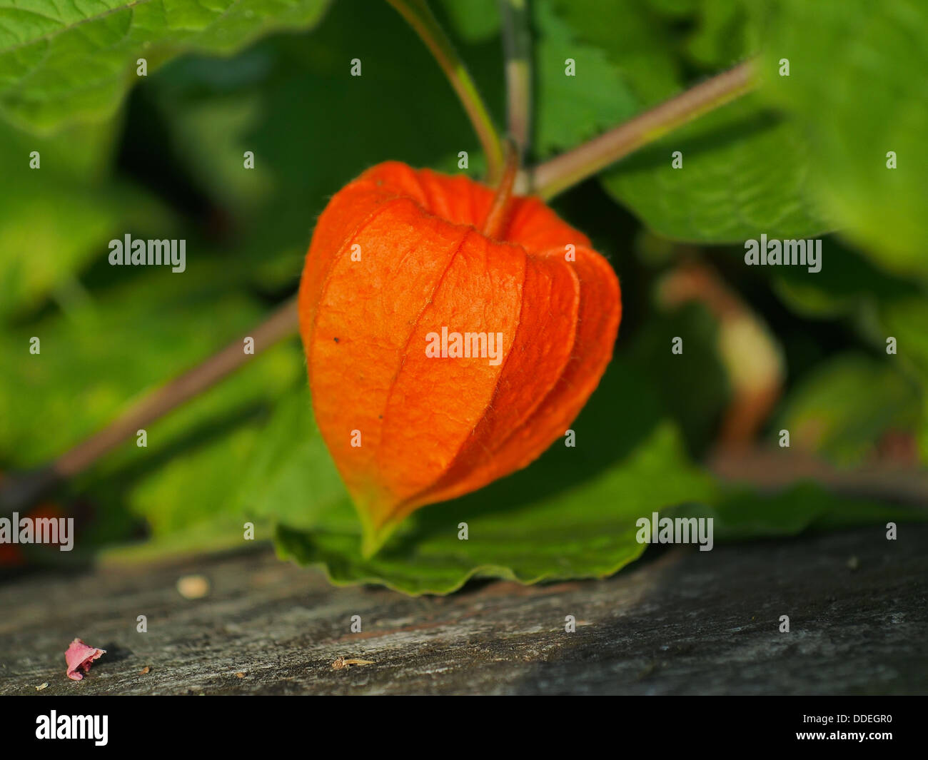 autumn, botanic, branch, color, decoration, drink, flower, food, fruit ...