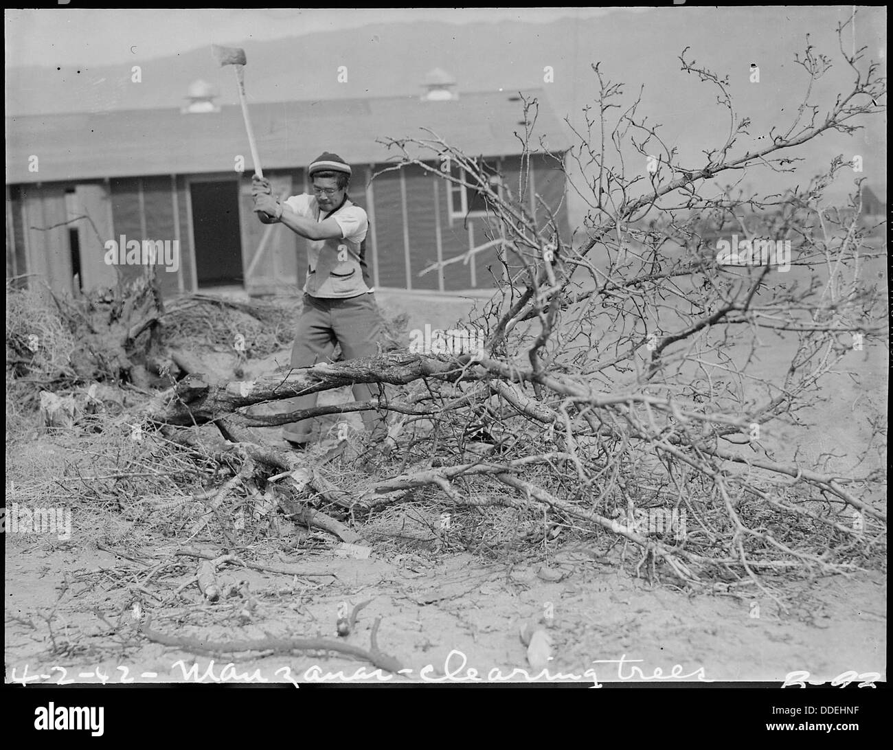 At the Manzanar Relocation Center in California, workers clear the land ...