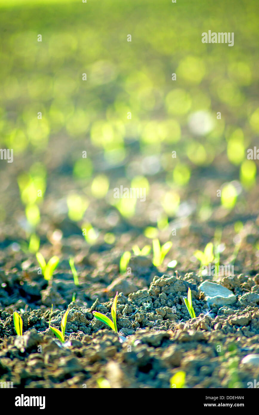 corn seedlings on a field Stock Photo - Alamy