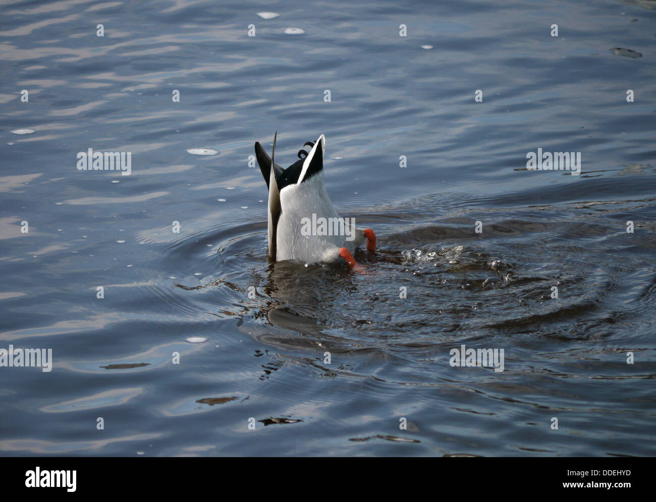 Duck bottoms hi-res stock photography and images - Alamy