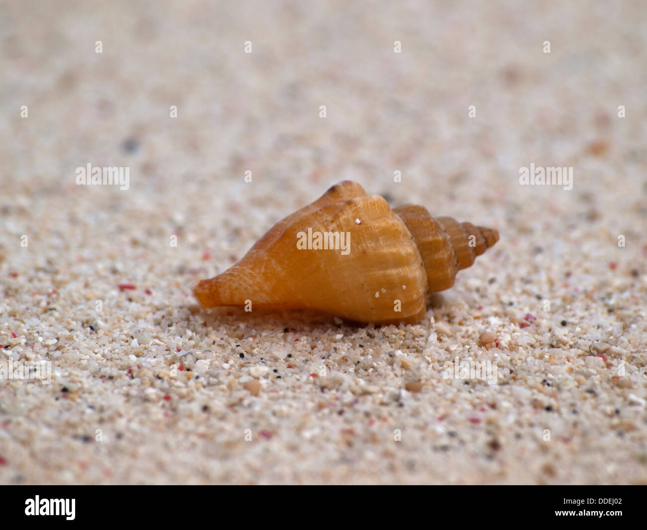 Closeup in the sand hi-res stock photography and images - Alamy