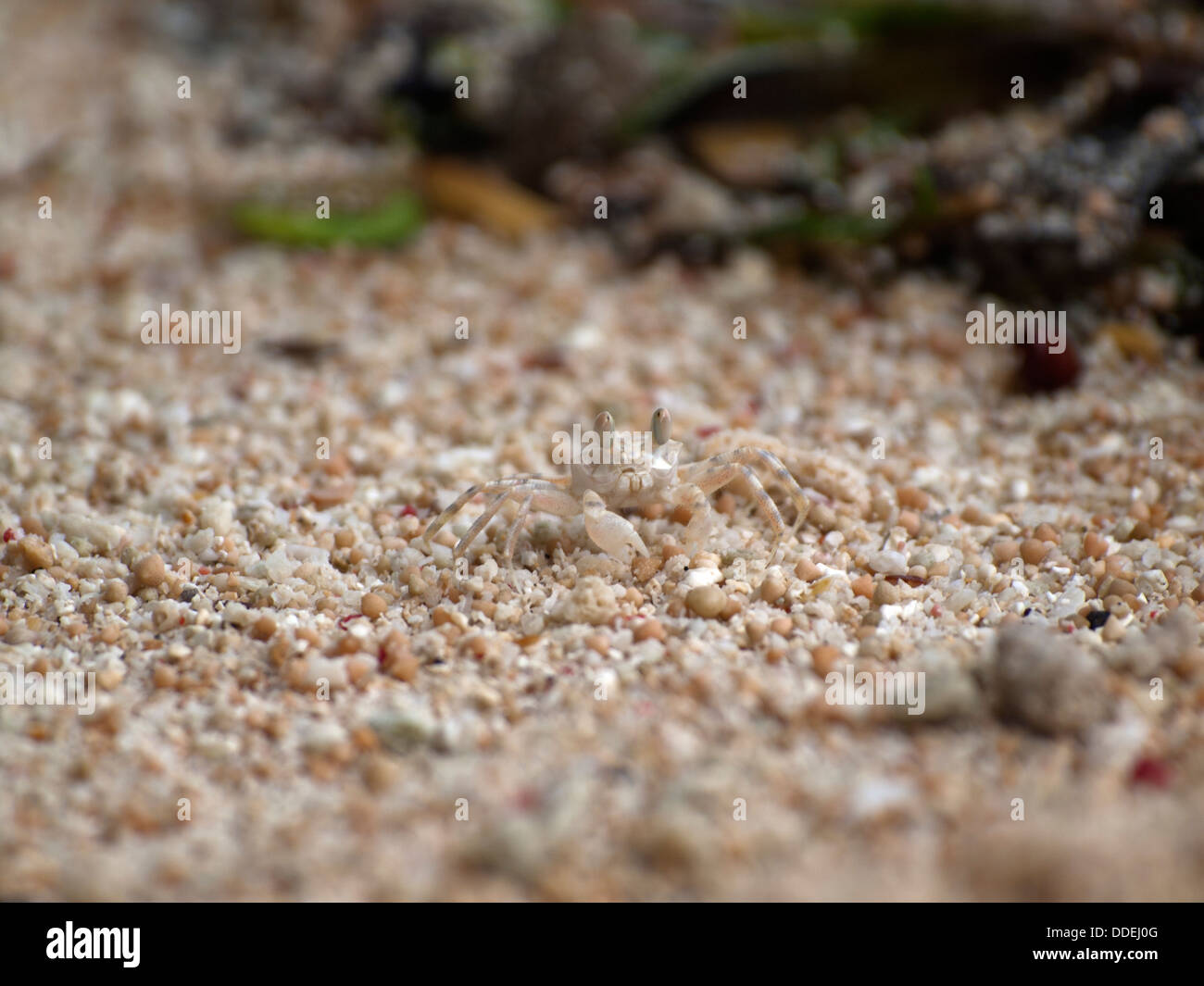 Small translucent crab in the sand Stock Photo - Alamy