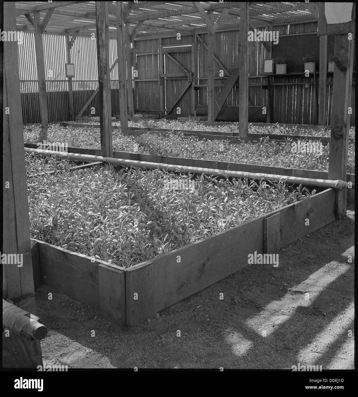 Guayule beds are shown in the lath house at the Manzanar Relocation ...