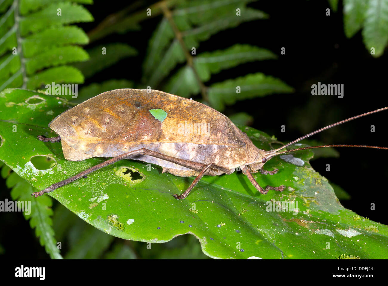 Dead leaf mimic katydid hi-res stock photography and images - Alamy