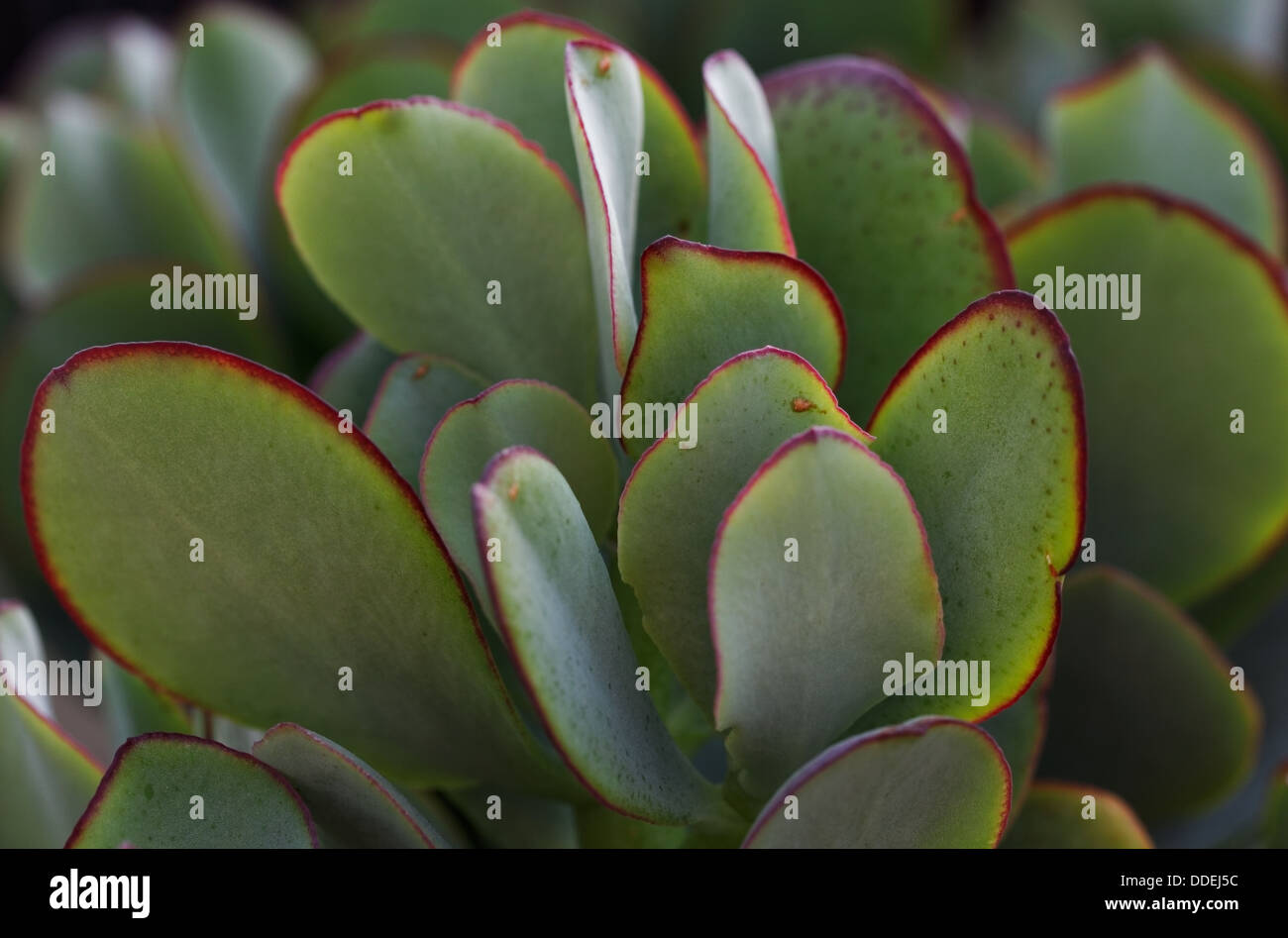 Jade plant (Crassula obliqua) green plant with red edges Stock Photo ...