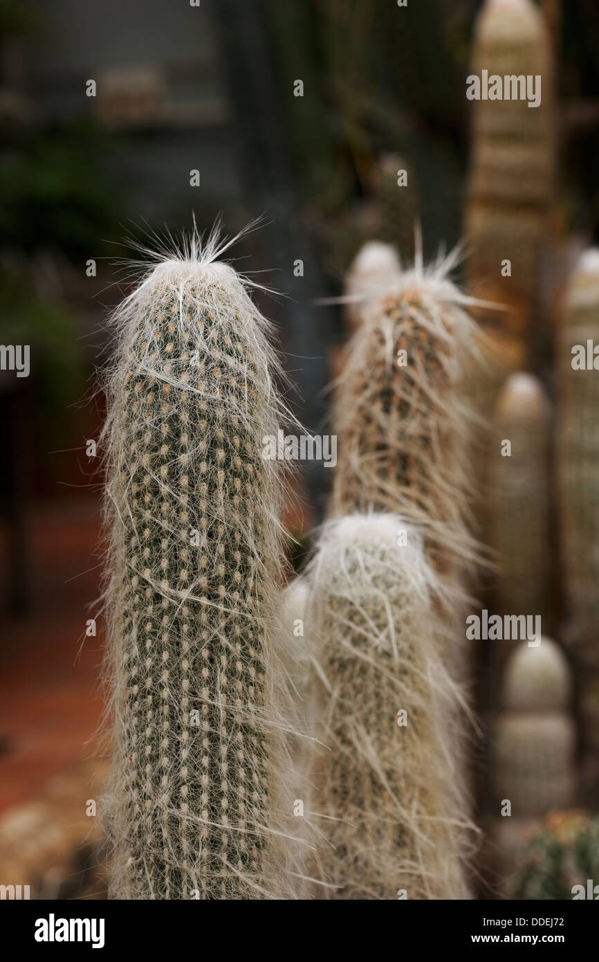 Old Man Cactus Cephalocereus senilis Stock Photo - Alamy
