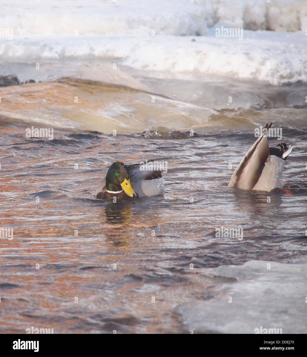 Diving ducks by the ice Stock Photo - Alamy