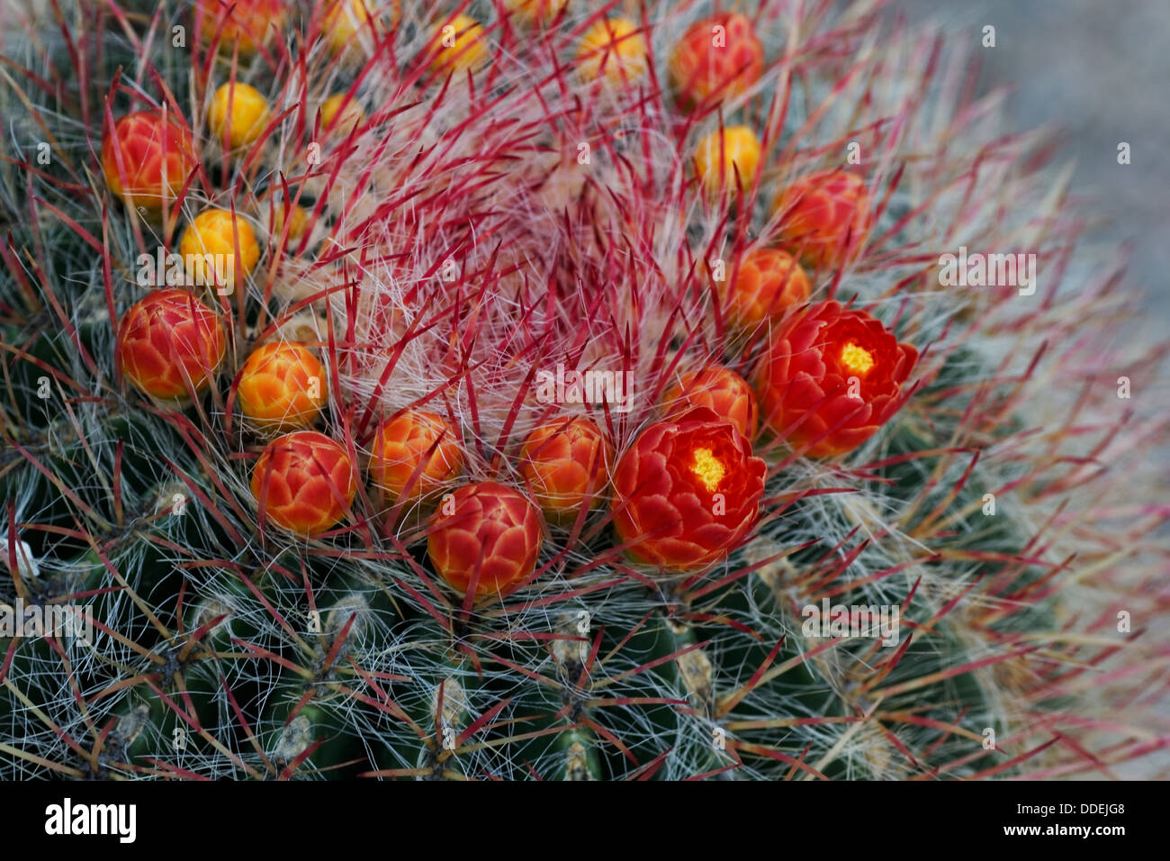 Mexican Lime Cactus (Ferocactus pilosus) barrel cactus blooming Stock ...