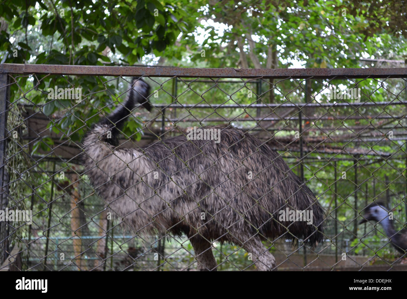 emu zoo Stock Photo - Alamy