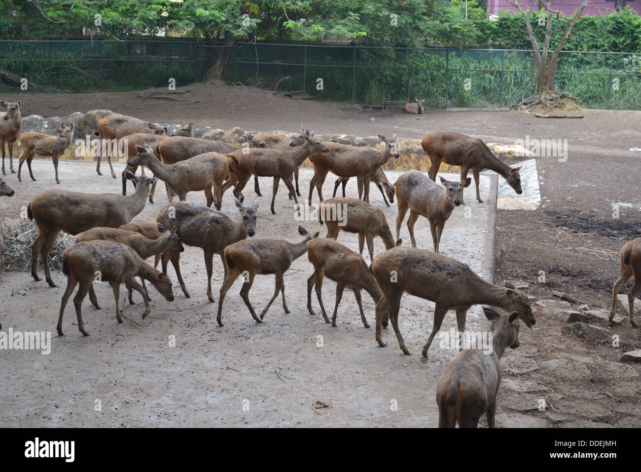 Zoo animal group hi-res stock photography and images - Alamy