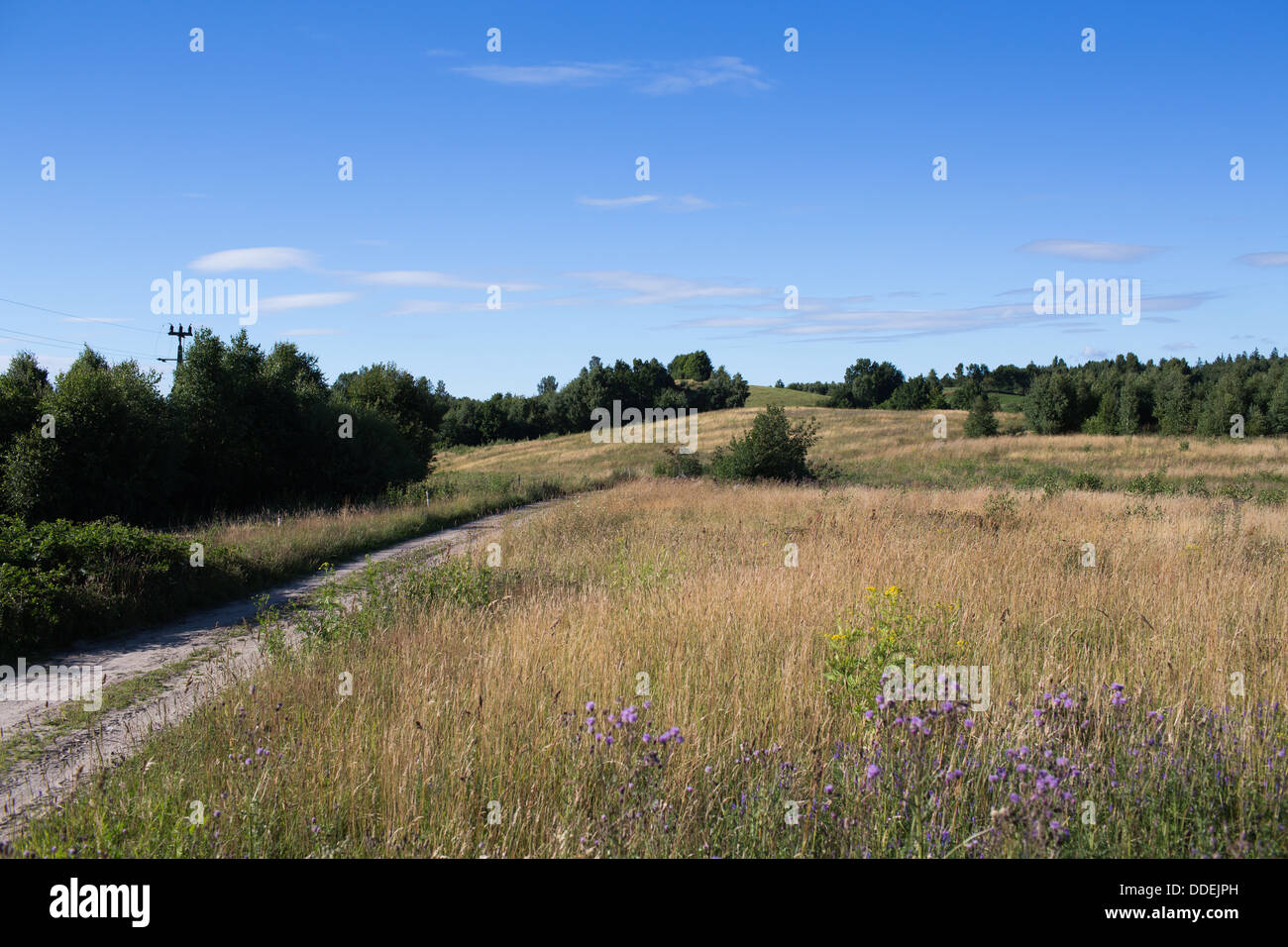 Polish flora hi-res stock photography and images - Alamy