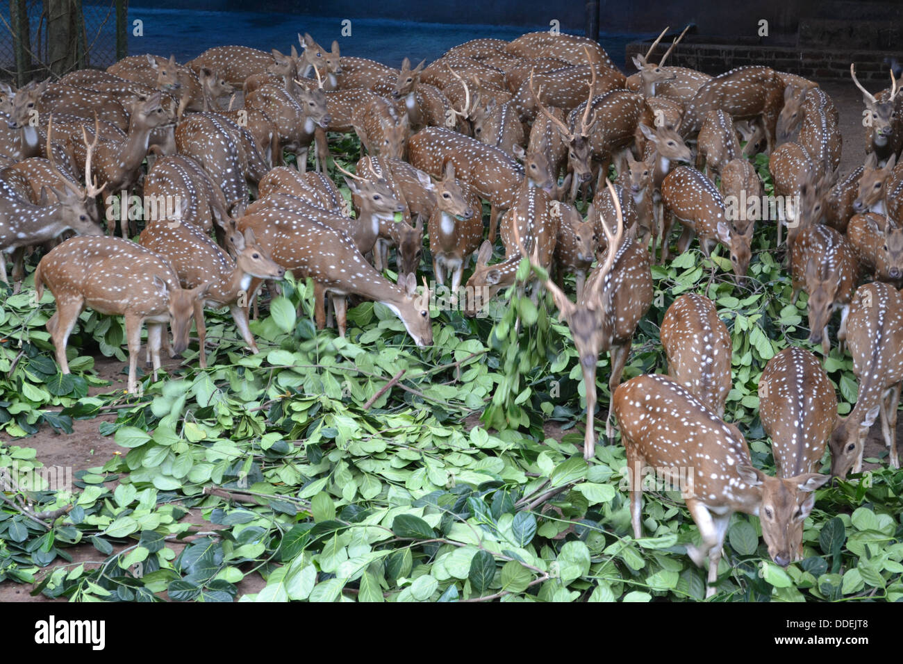 deer herd animals zoo Stock Photo - Alamy