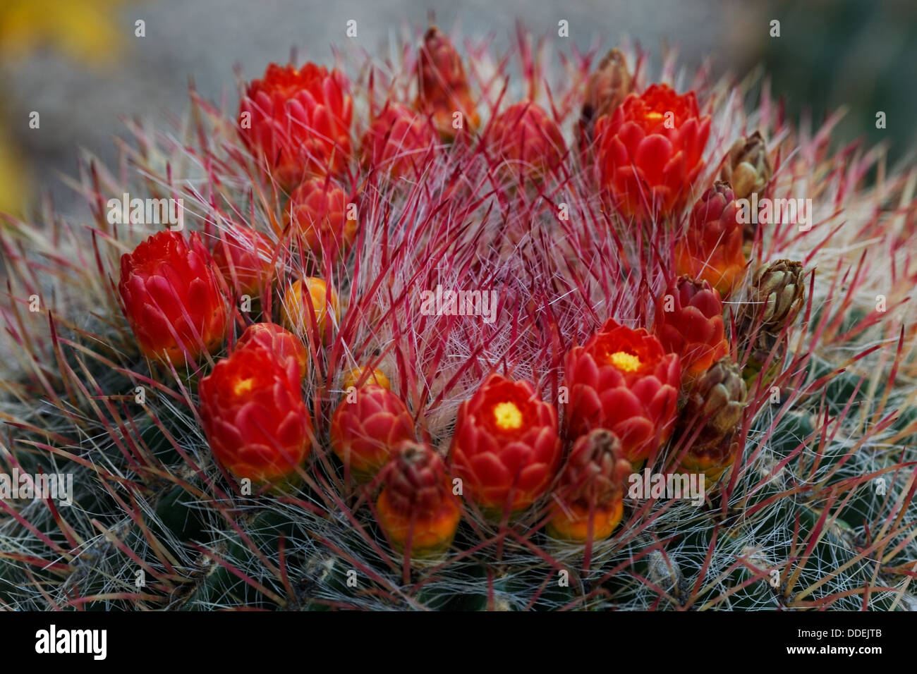 Ferocactus pilosus cactus hi-res stock photography and images - Alamy
