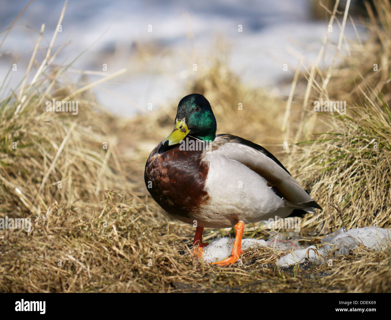 Very agile duck hi-res stock photography and images - Alamy