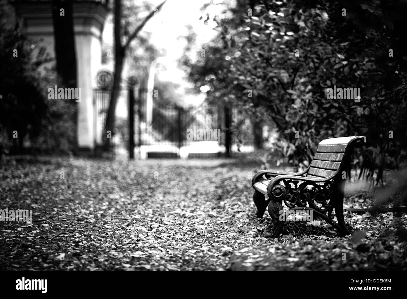 Oak autumn leaf in Black and White Stock Photos & Images - Alamy
