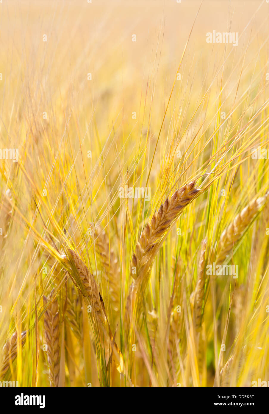 Beautiful barley crop Stock Photo - Alamy