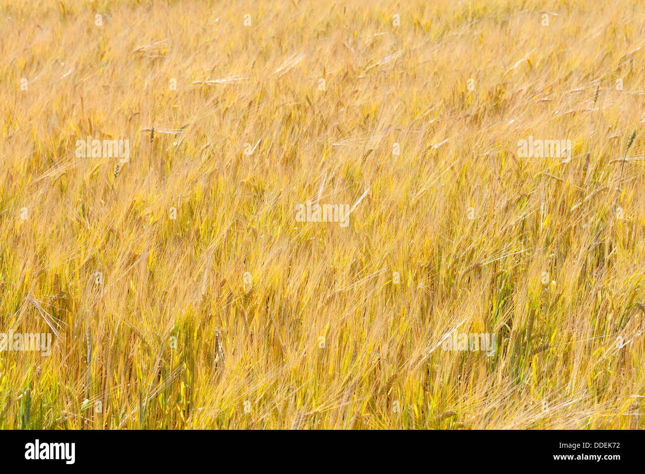 Beautiful barley crop Stock Photo - Alamy