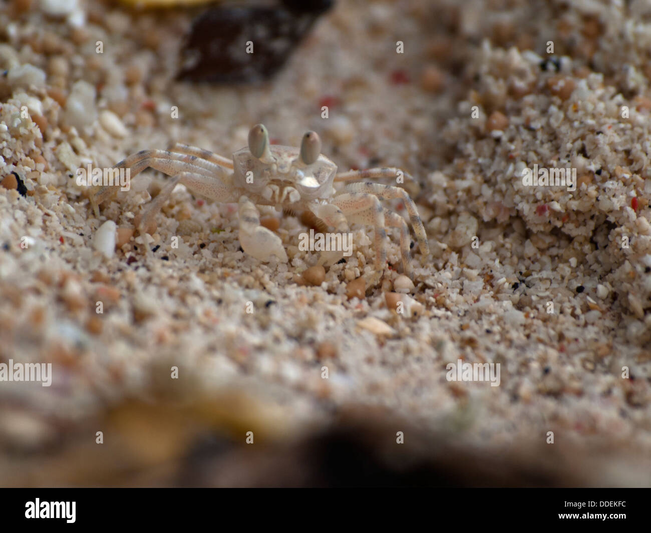 Small translucent crab in the sand Stock Photo - Alamy