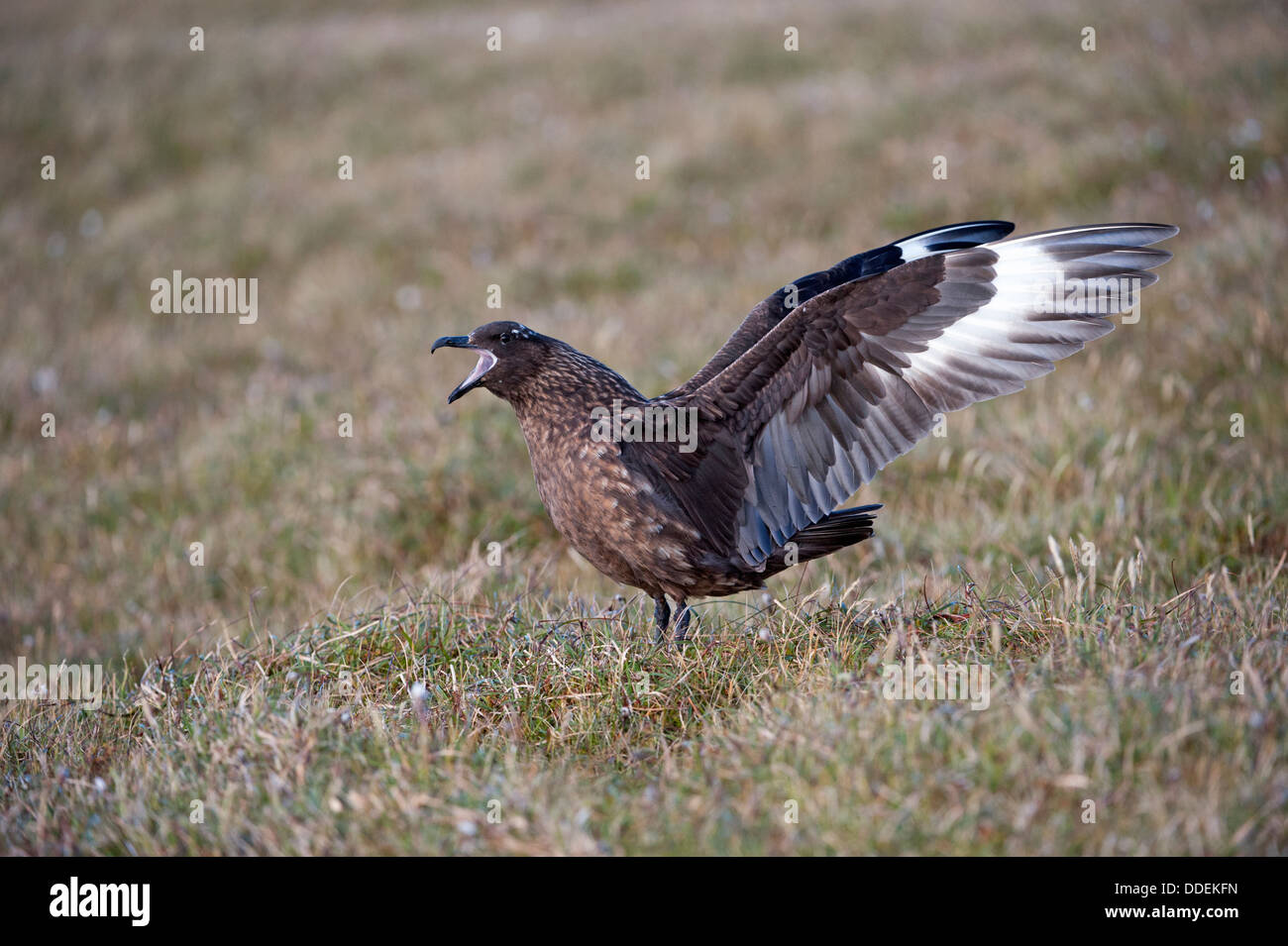 Great Skua (Stercorarius skua Stock Photo - Alamy