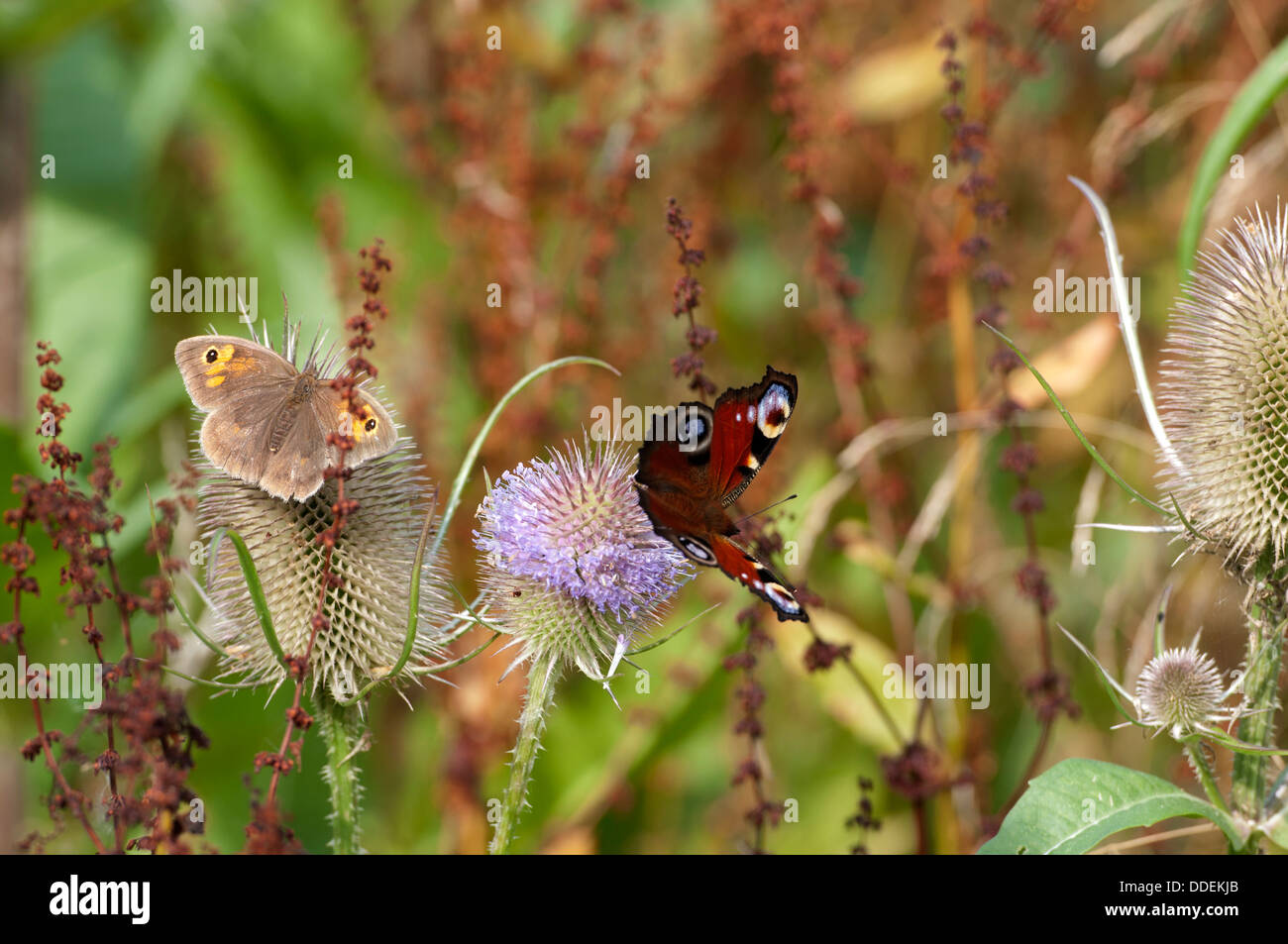 Meadow Brown (Maniola jurtina) and Peacock (Inachis io) butterflies on ...