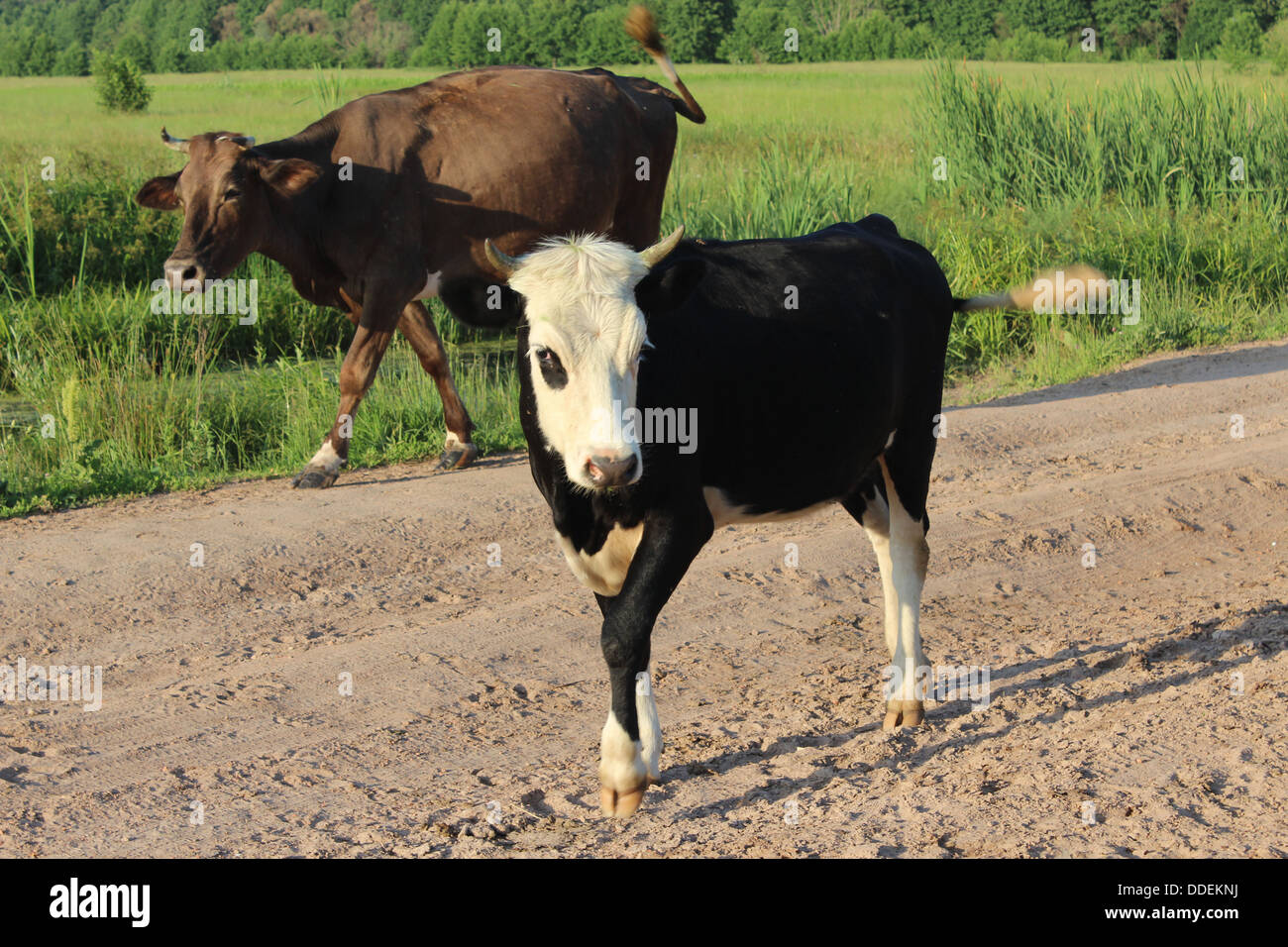 image of cows coming back from pasture Stock Photo - Alamy