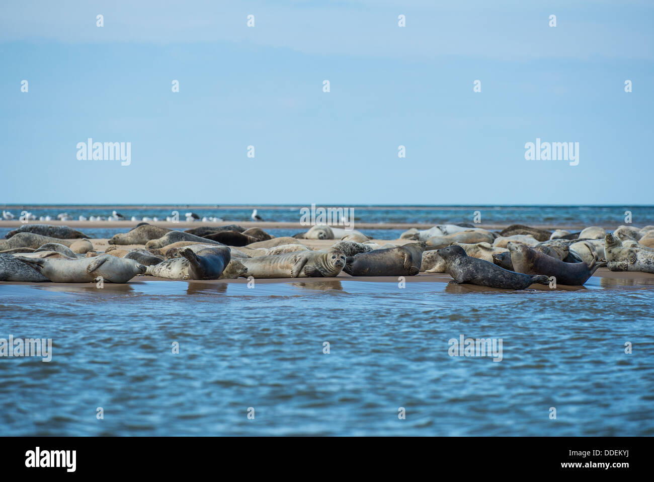 Grey and Common seals basking on Blakeney Point Stock Photo - Alamy