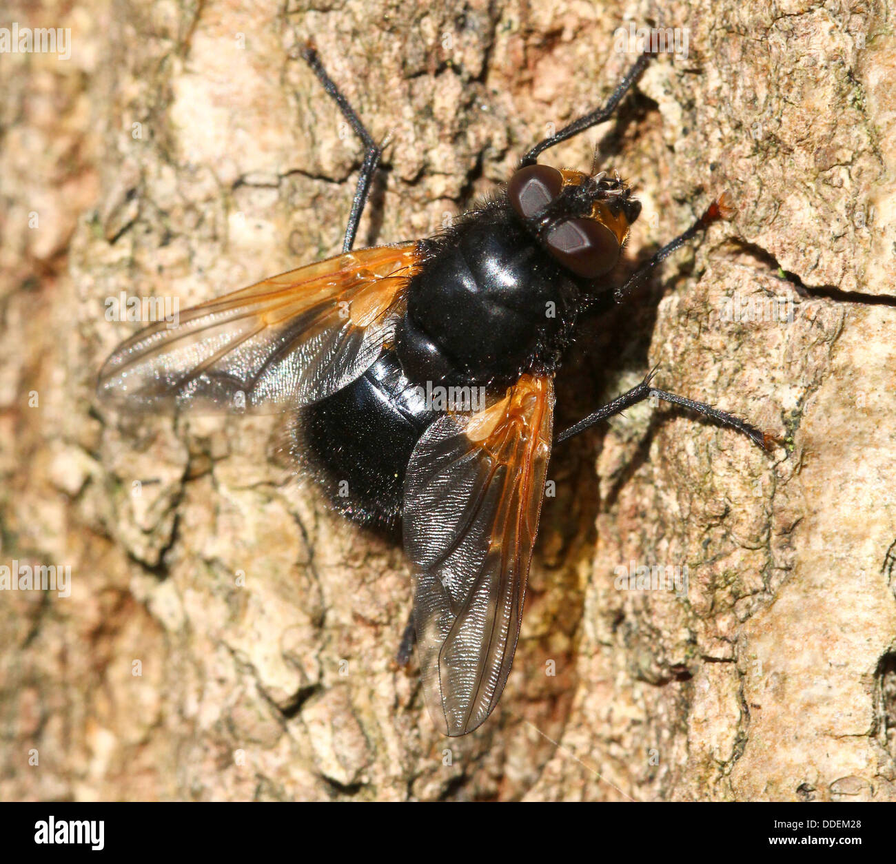 Rinderfliege hi-res stock photography and images - Alamy