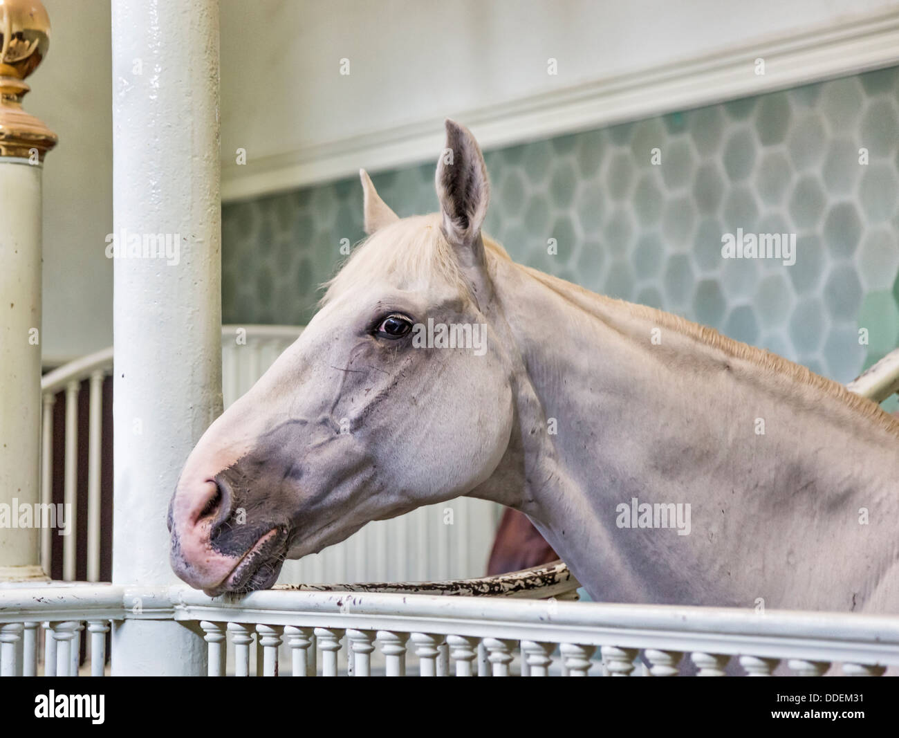 Royal stable buckingham palace High Resolution Stock Photography and ...