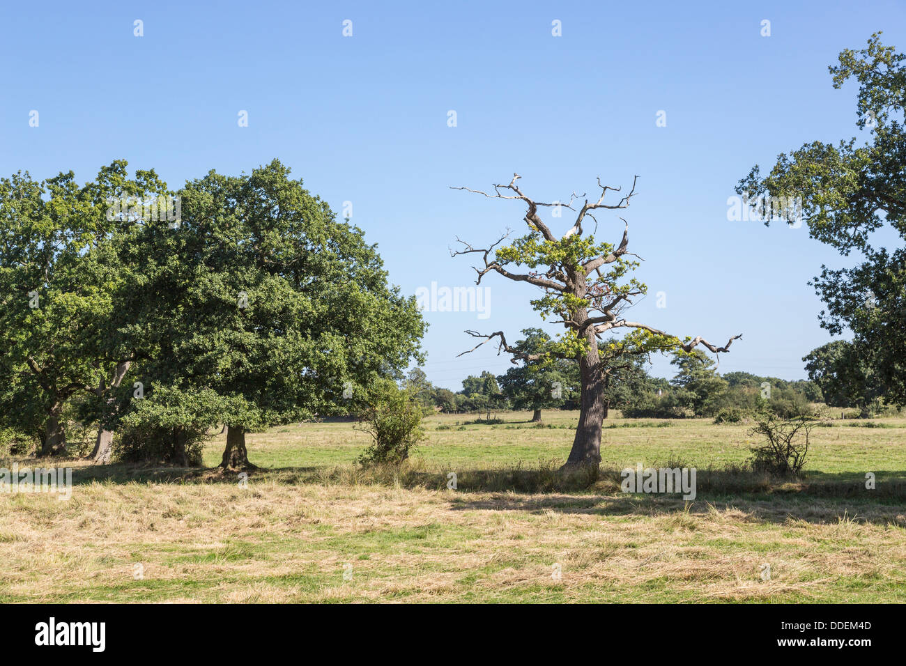 Dying oak tree diseased hi-res stock photography and images - Alamy