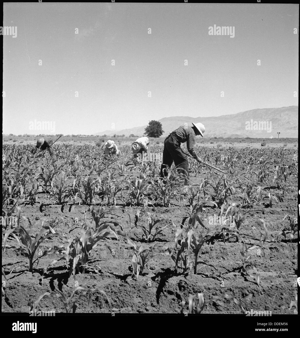 Manzanar Relocation Center, Manzanar, California. Hoeing corn on the ...