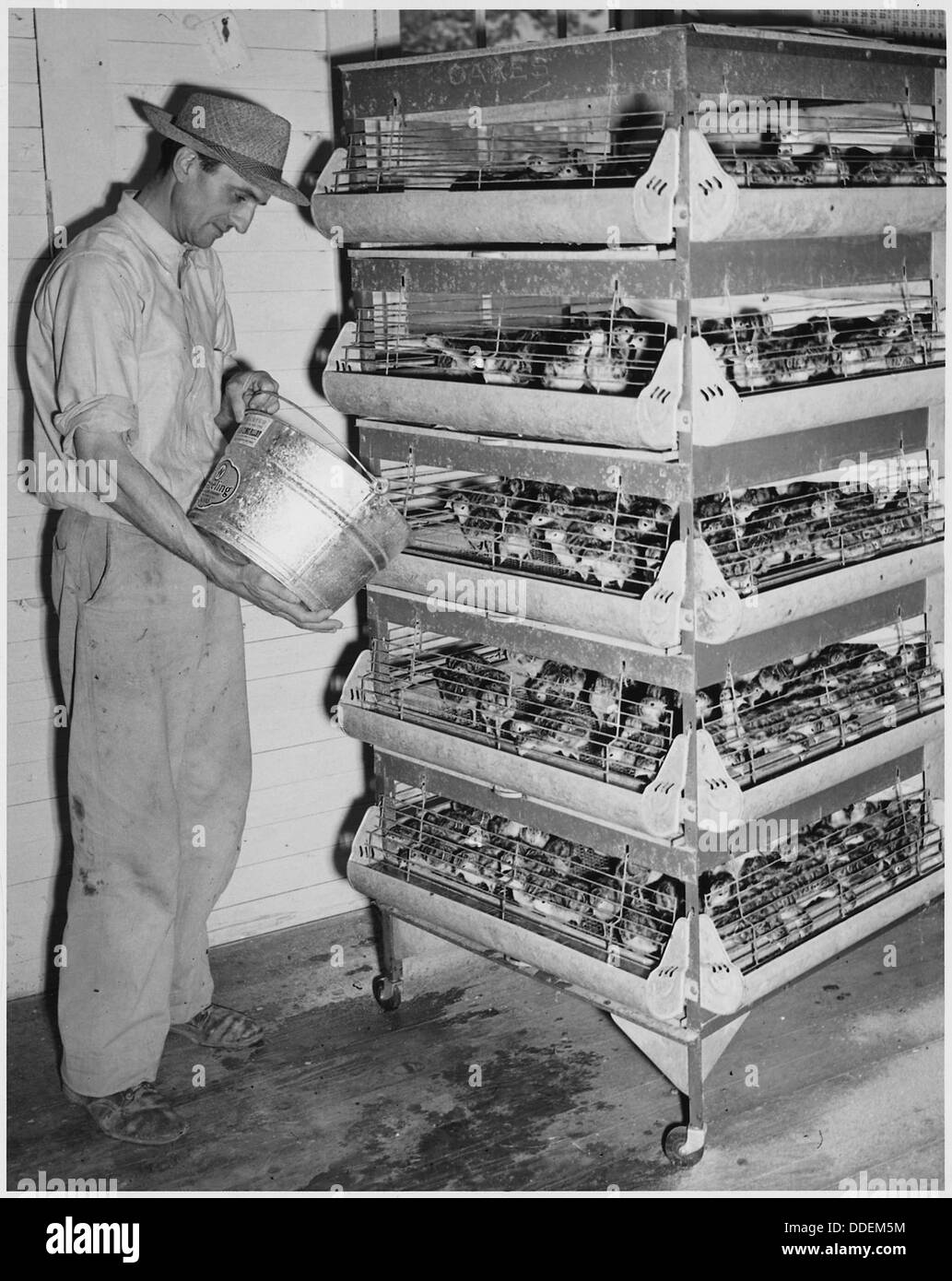 A battery brooder used in Newberry County, South Carolina, for raising ...