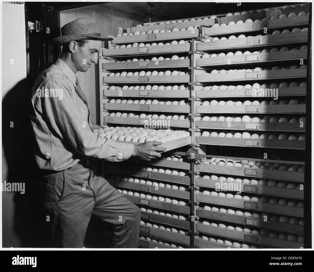 This image shows the interior of an incubating compartment in Newberry ...