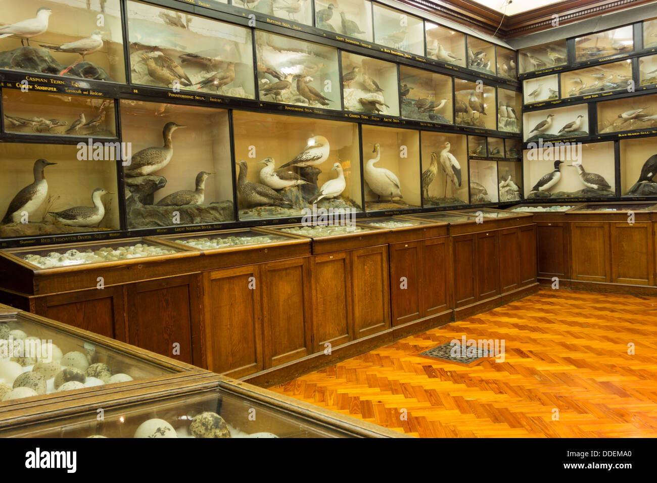 The Thomas Hudson Nelson (1856-1916) collection of birds and eggs in ...