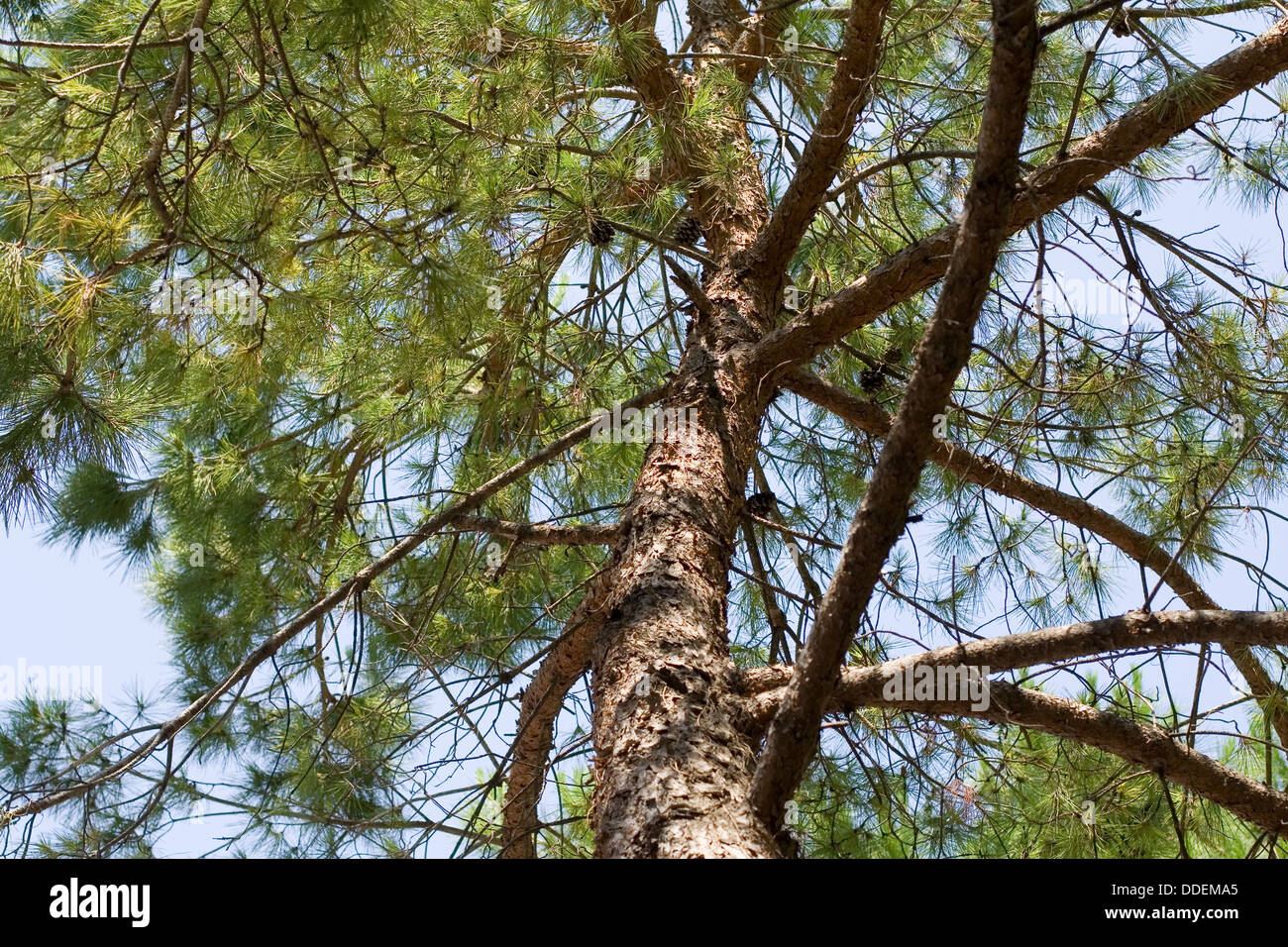 Pine tree branch from below hi-res stock photography and images - Alamy