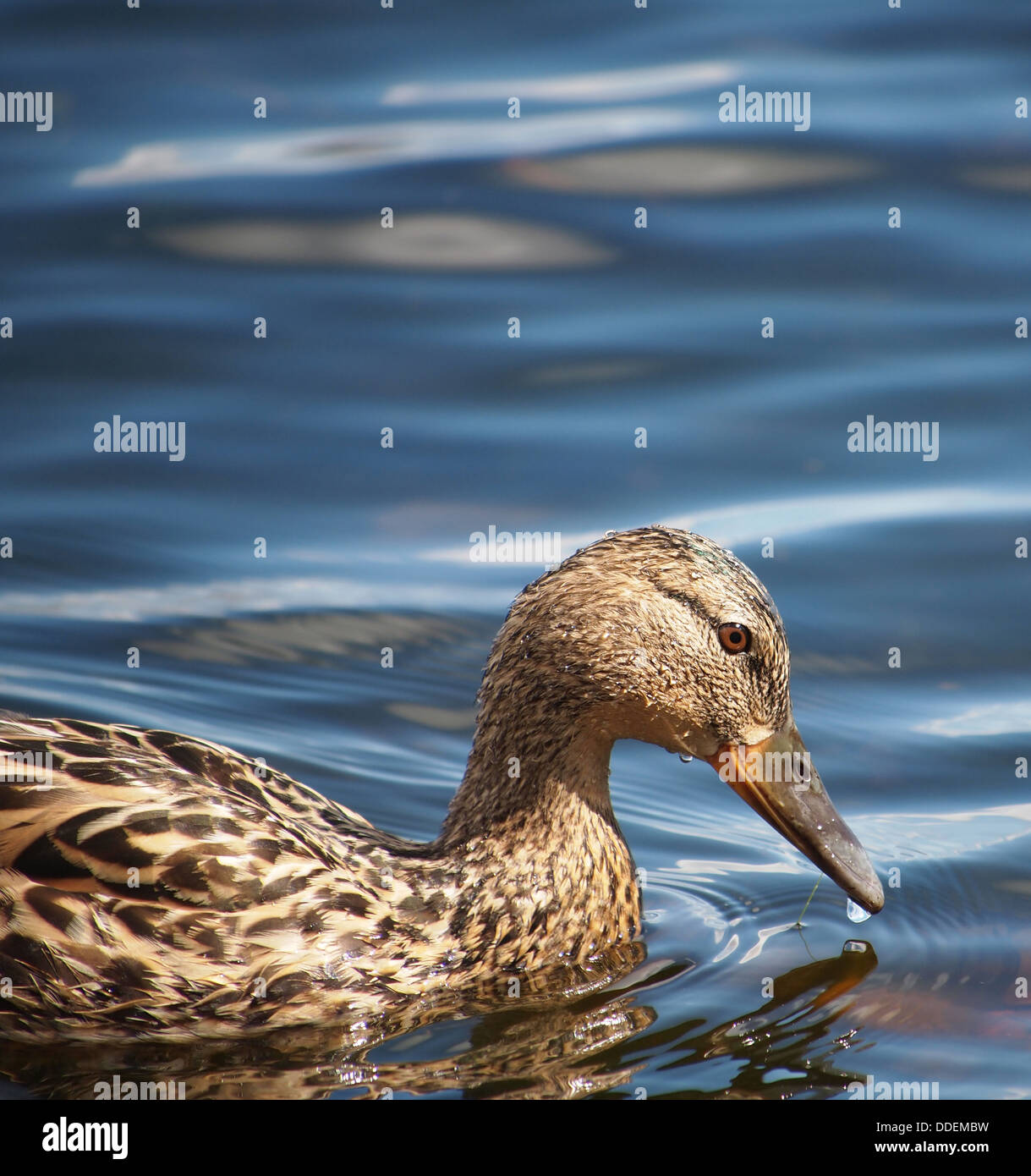 duck on the lake Stock Photo - Alamy