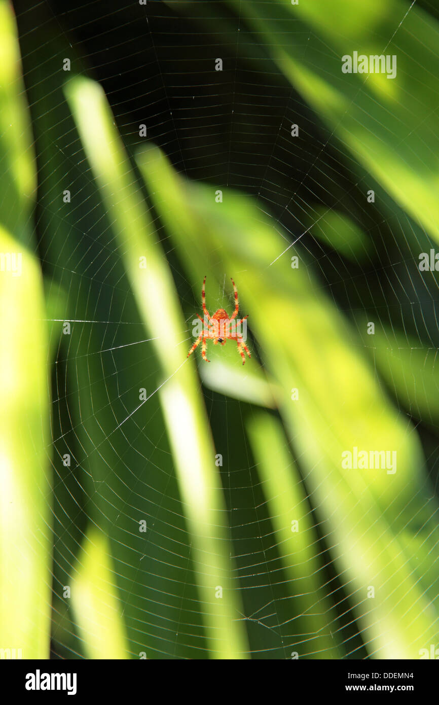 Yellow stripe spider hi-res stock photography and images - Alamy