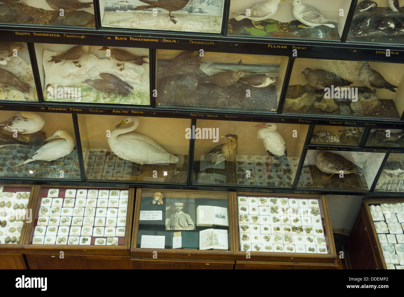 The Thomas Hudson Nelson (1856-1916) collection of birds and eggs in ...