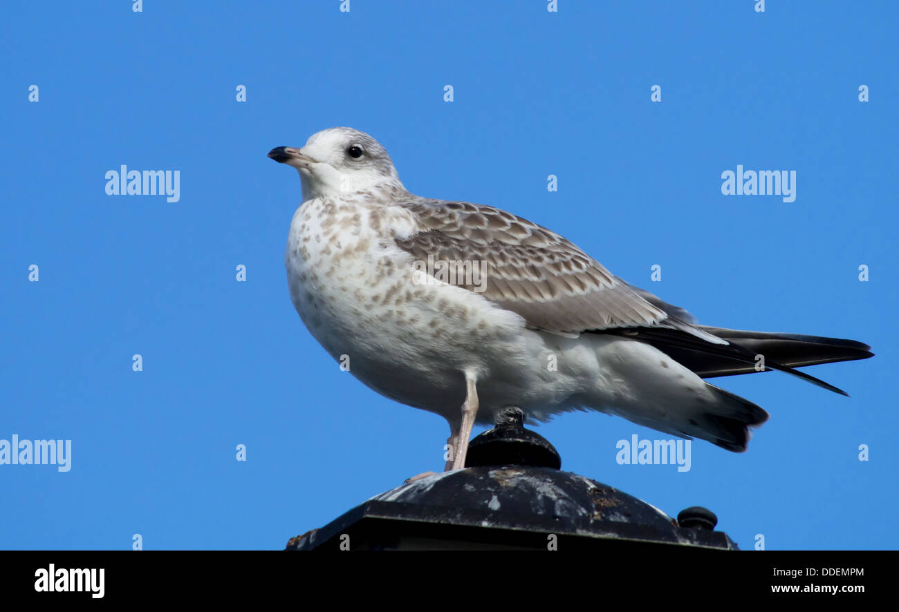 Seagull on the streetlight hi-res stock photography and images - Alamy